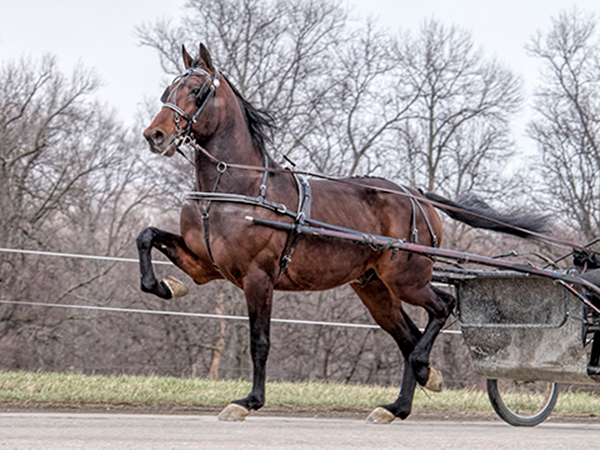 Amish Country Horses